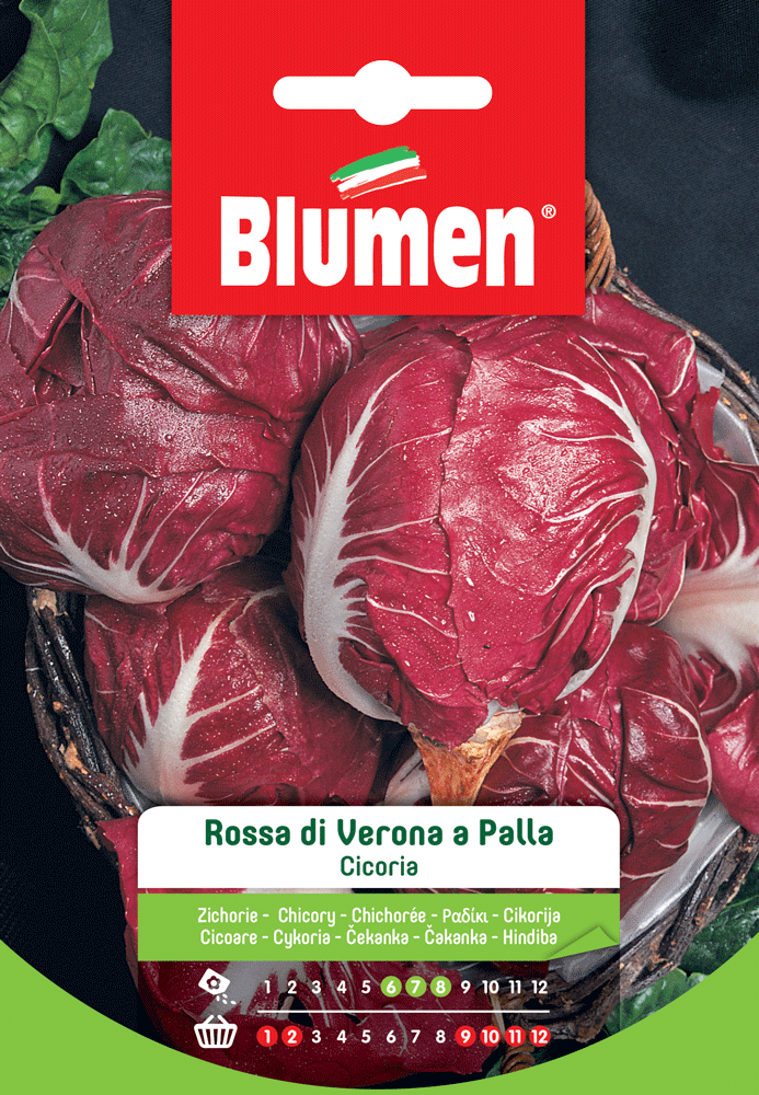 Cicoria Rossa Di Verona A Palla - Blumen