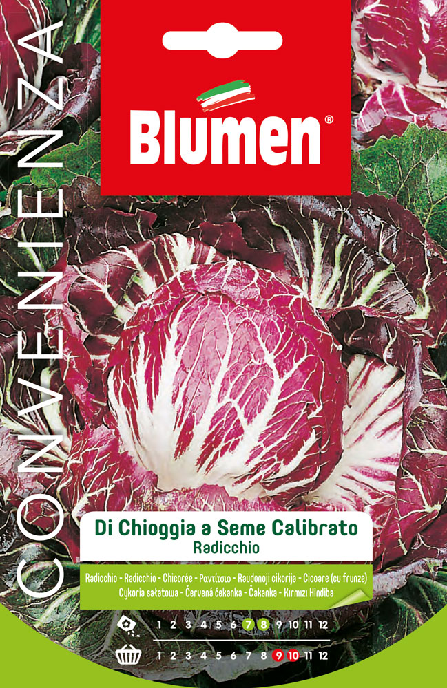 Cicoria Di Chioggia Seme Calibrato - Blumen