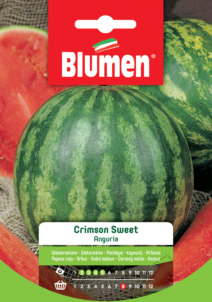 Anguria Crimson Sweet - Blumen