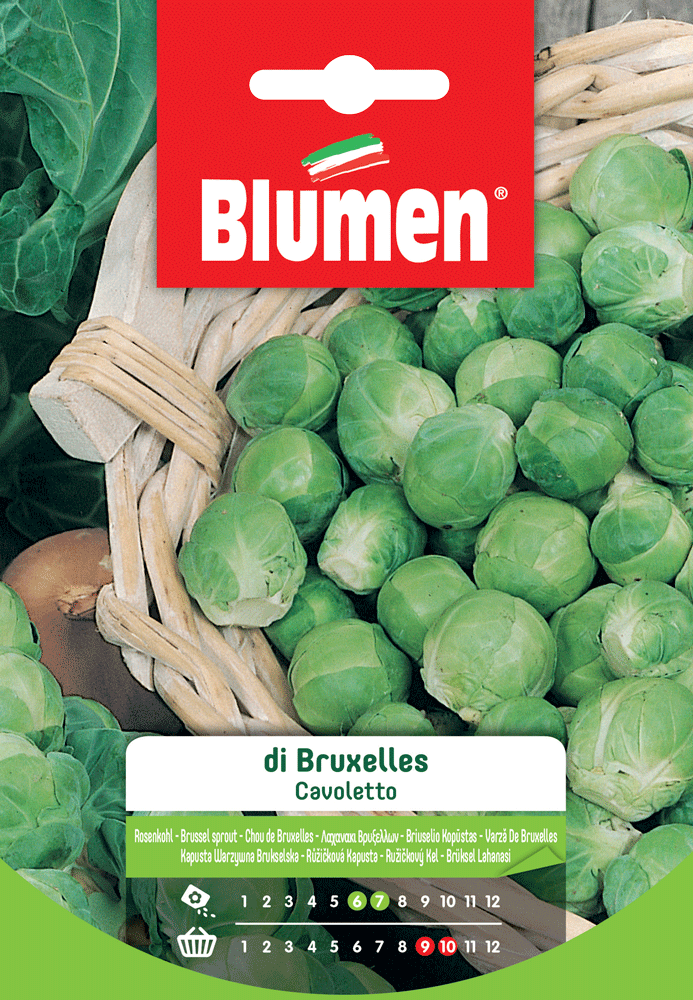 Cavoletto Di Bruxelles - Blumen