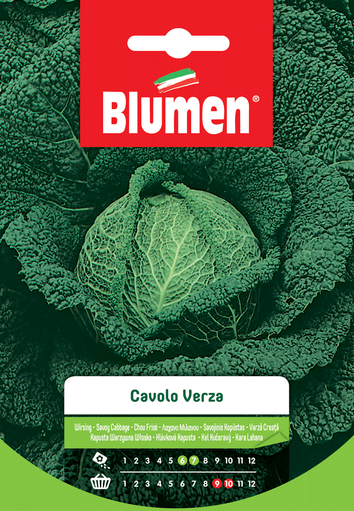 Cavolo Verza - Blumen