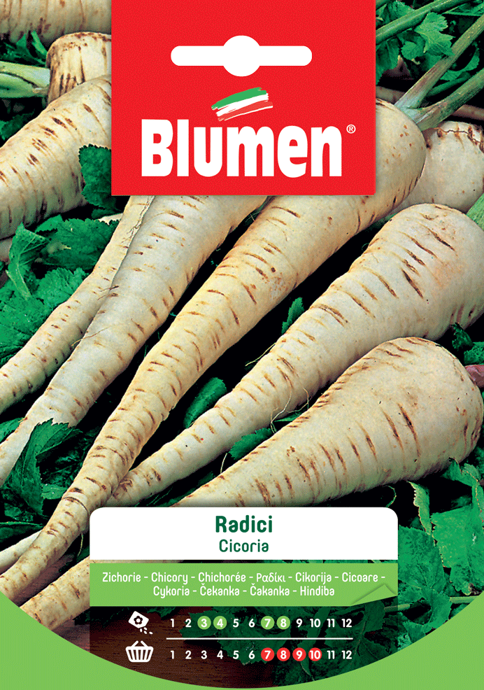 Cicoria Da Radice - Blumen