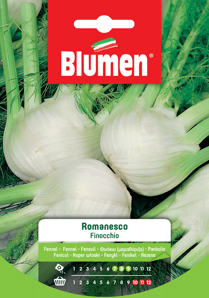 Finocchio Romanesco - Blumen