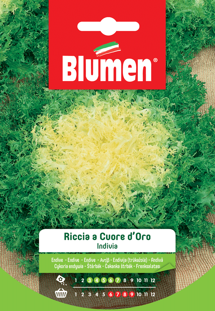 Indivia Riccia A Cuore D'Oro - Blumen