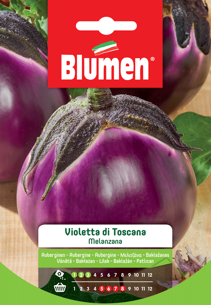 Melanzana Violetta Di Toscana - Blumen