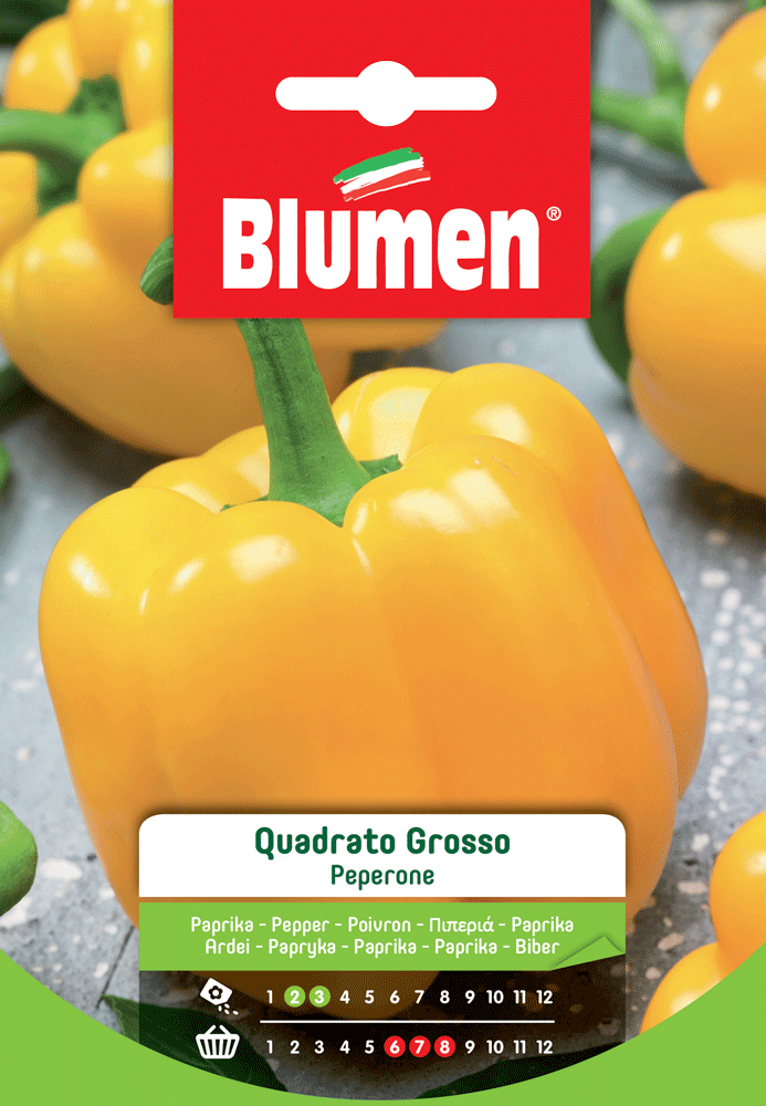 Peperone Grosso Quadrato - Blumen