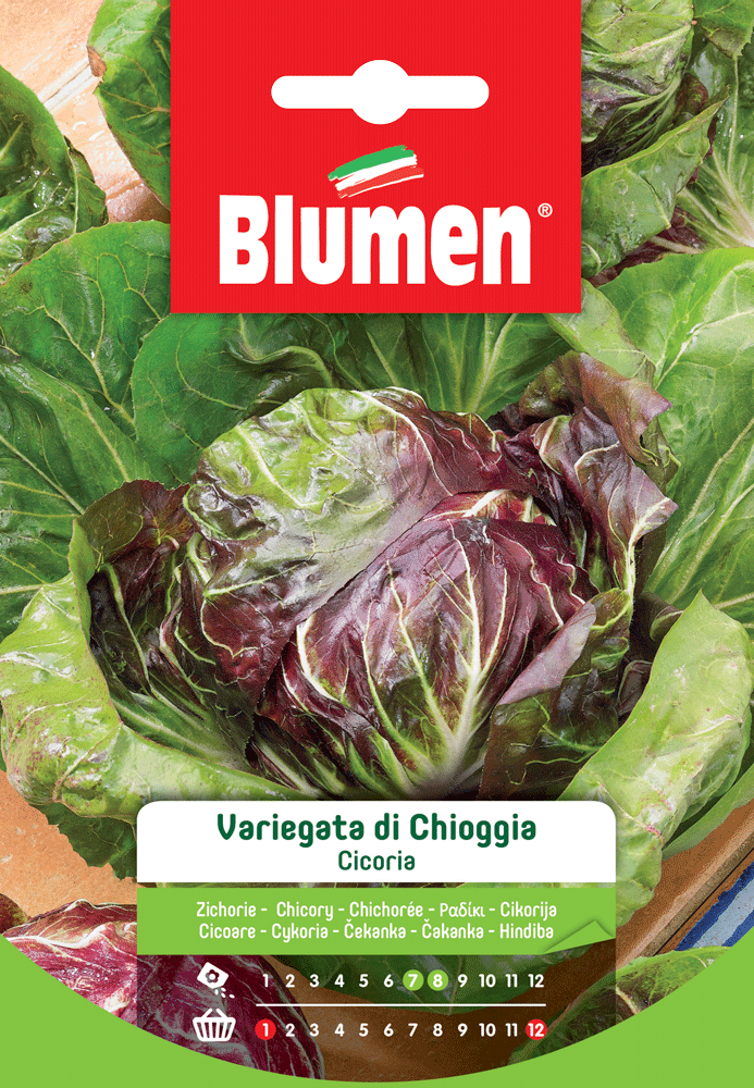 Cicoria Variegata Di Chioggia - Blumen