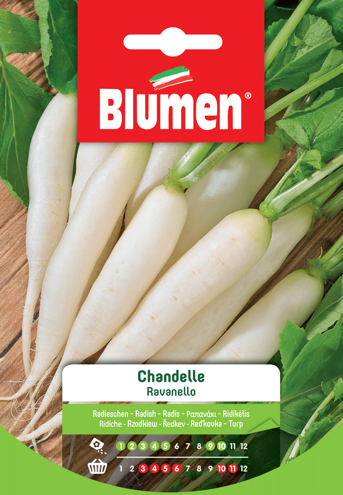 Ravanello Chandelle - Blumen