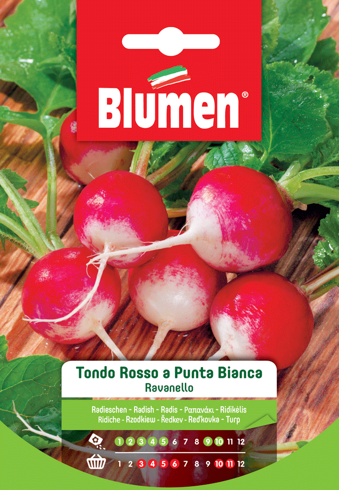 Ravanello Tondo Rosso A Punta Bianca - Blumen