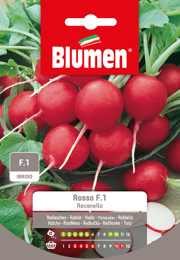 Ravanello Rosso F.1 - Blumen