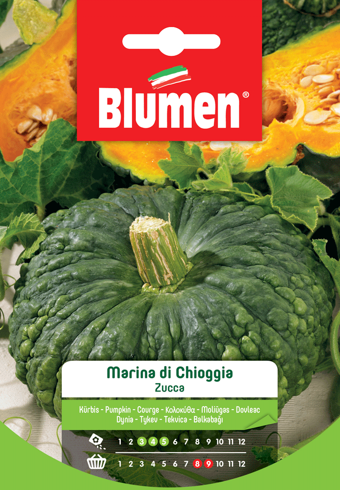 Zucca Marina Di Chioggia - Blumen