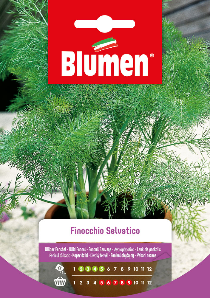 Finocchio Selvatico - Blumen