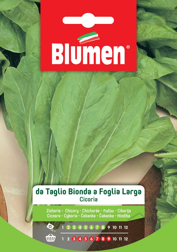 Cicoria Da Taglio - Blumen