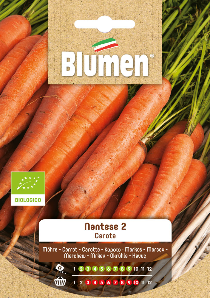 Carota Nantese 2 - Blumen