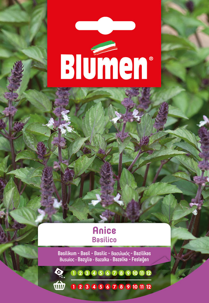 Basilico Anice - Blumen