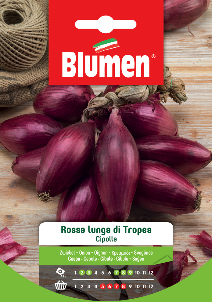 Cipolla Rossa Lunga Di Tropea - Blumen