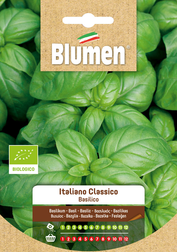 Basilico Italiano Classico - Blumen