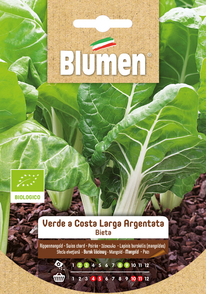 Bieta Verde A Costa Larga Argentata - Blumen