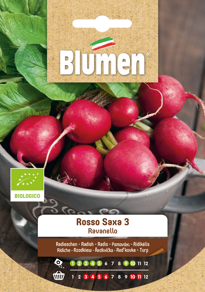 Ravanello Rosso Saxa 3 - Blumen