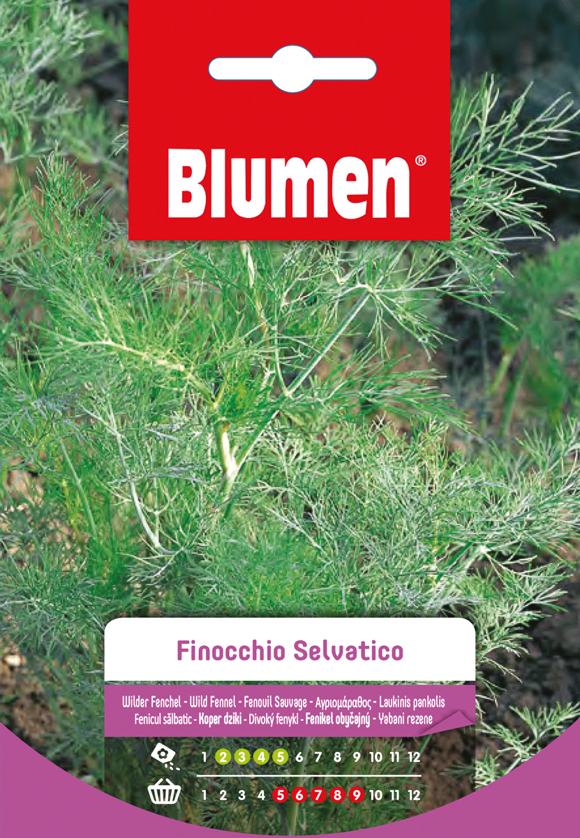 Finocchio Selvatico - Blumen