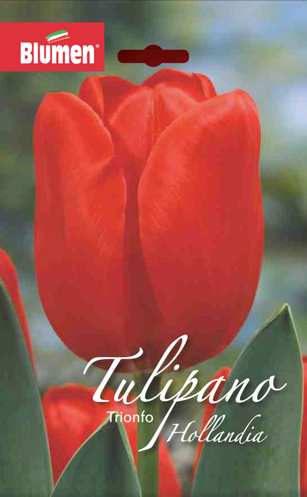 Tulipano Trionfo Seadov - Blumen