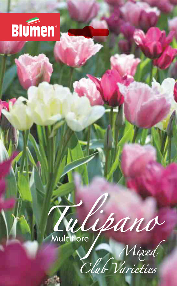 Tulipano Multifiore Mixed Club Varieties - Blumen