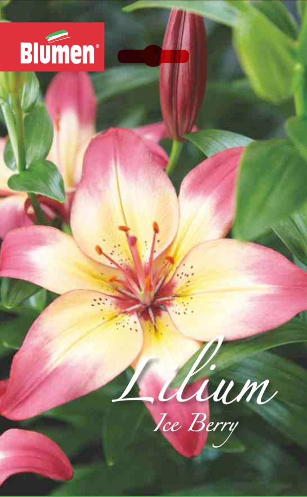 Lilium Ice Berry/Levi - Blumen