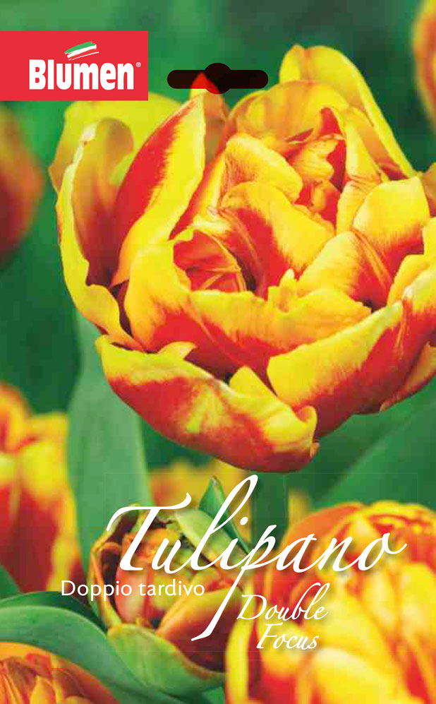 Tulipano Doppio Tardivo Double Focus - Blumen