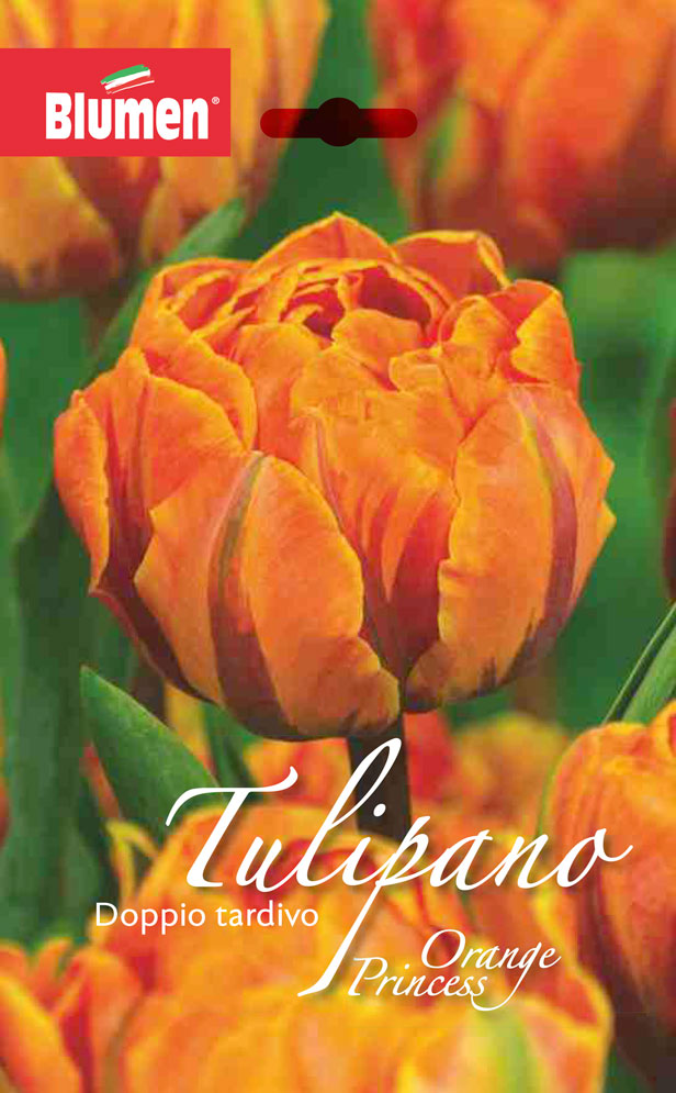 Tulipano Doppio Tardivo Orange Princess - Blumen
