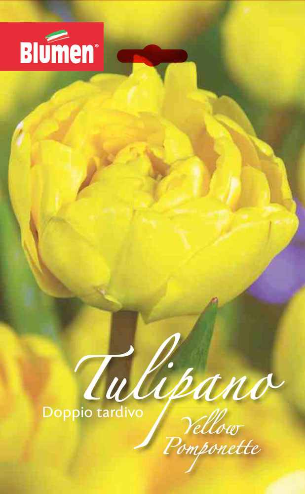 Tulipano Doppio Tardivo Yellow Pomponette - Blumen
