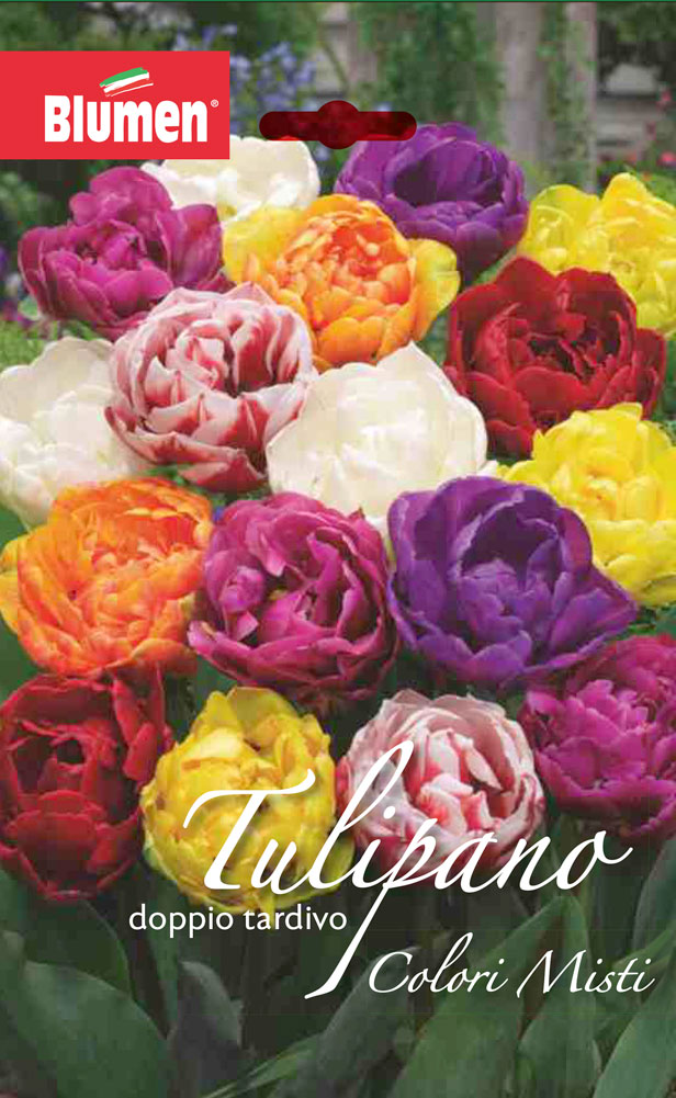 Tulipano Doppio Tardivo Colori Misti - Blumen