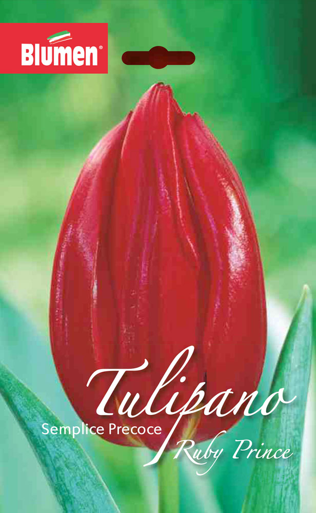 Tulipano Semplice Precoce Ruby Prince - Blumen