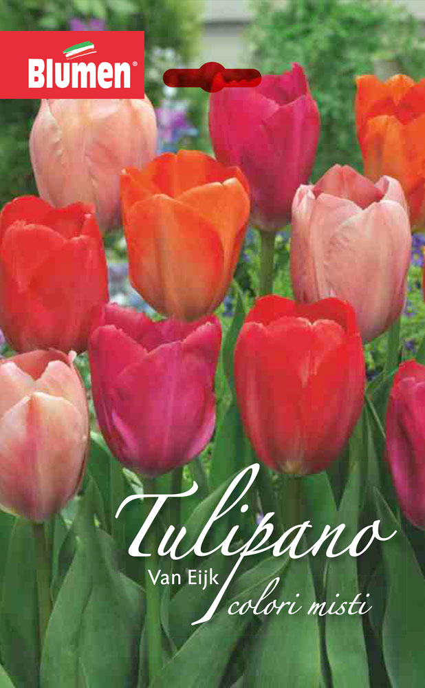 Tulipano Darwin Ibrido Colori Misti - Blumen
