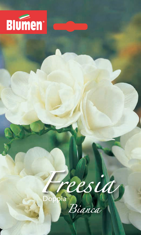 Freesia Doppia Bianca - Blumen