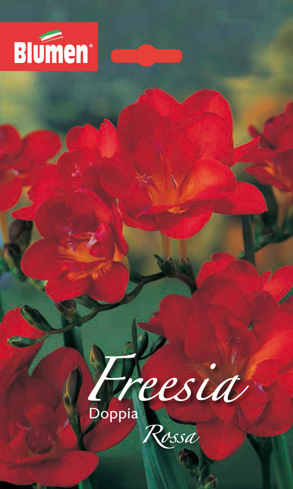 Freesia Doppia Rossa - Blumen