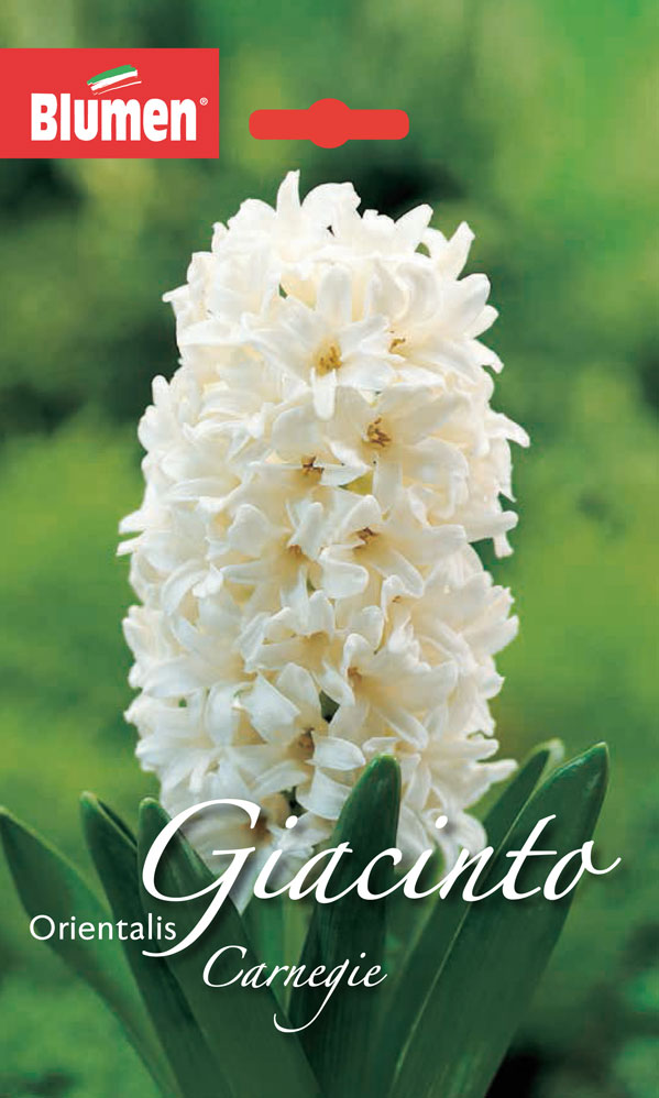 Giacinto Orientalis Carnegie/Aio Les - Blumen