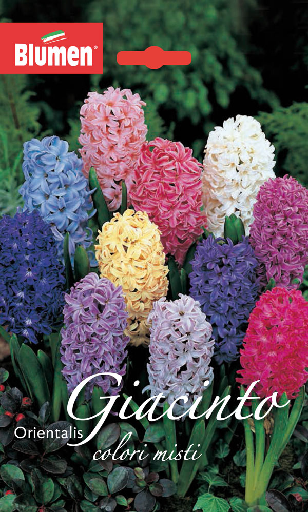 Giacinto Orientalis Colori Misti - Blumen