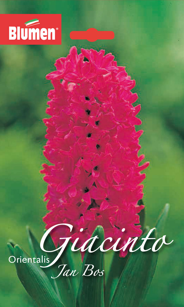 Giacinto Orientalis Jan Bos - Blumen