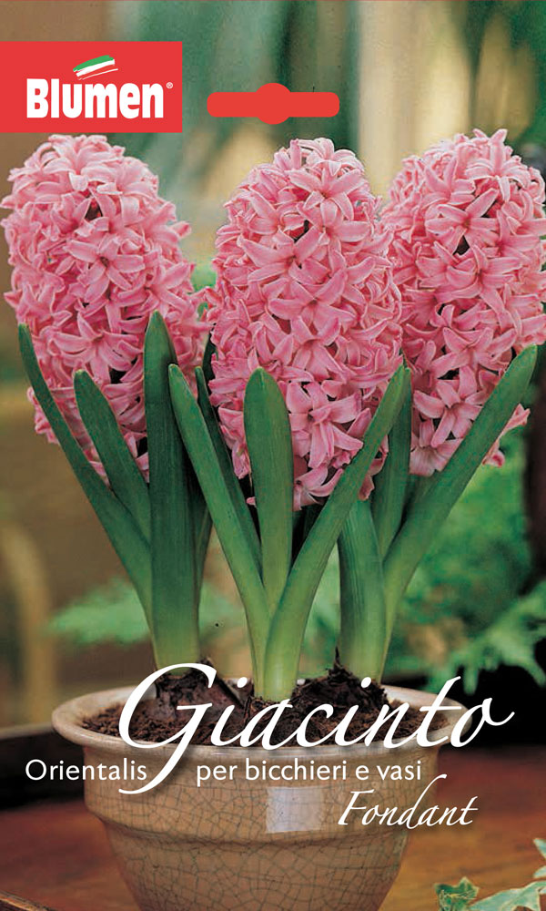 Giacinto Orientalis Per Vasi Fondant - Blumen
