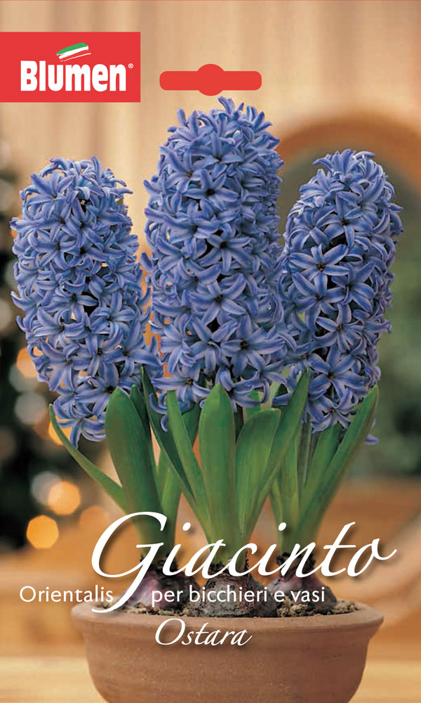 Giacinto Orientalis Per Vasi Ostara - Blumen