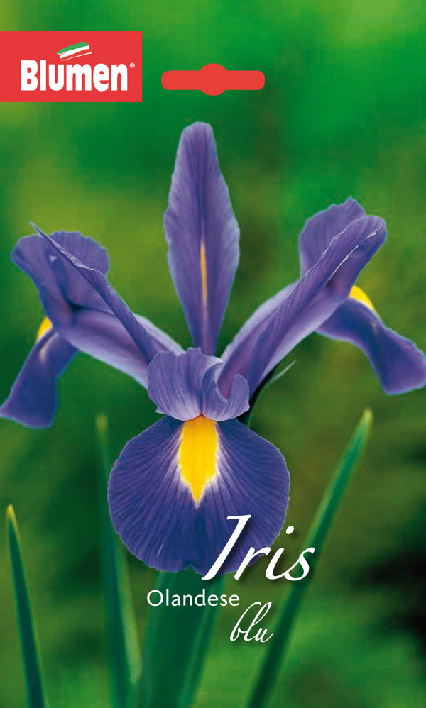 Iris Olandese Blu - Blumen