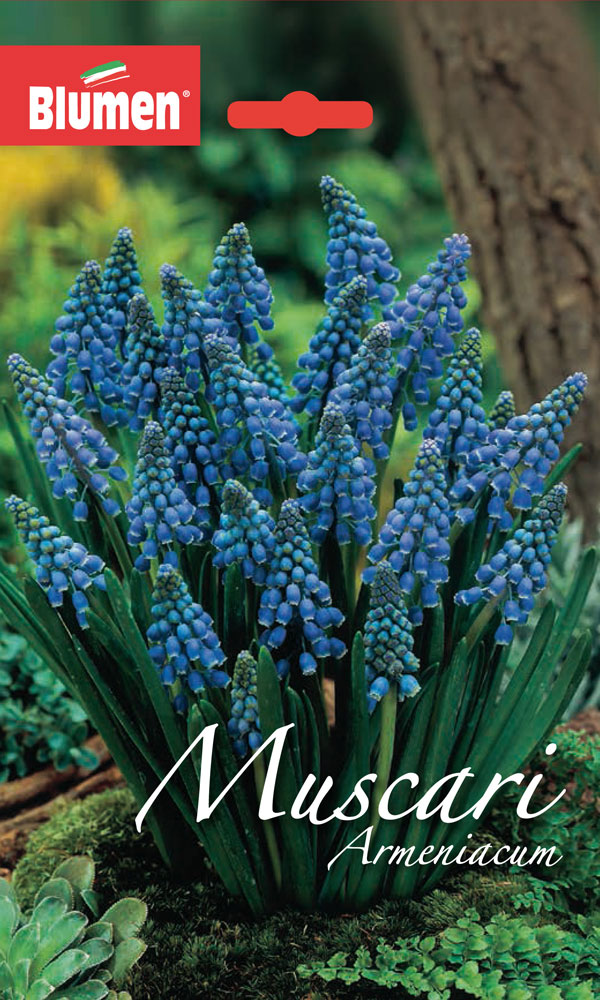 Muscari Armeniacum - Blumen