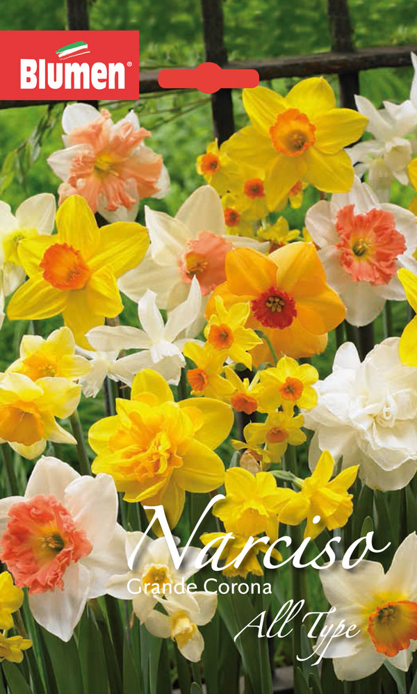 Narciso Grande Corona All Type - Blumen