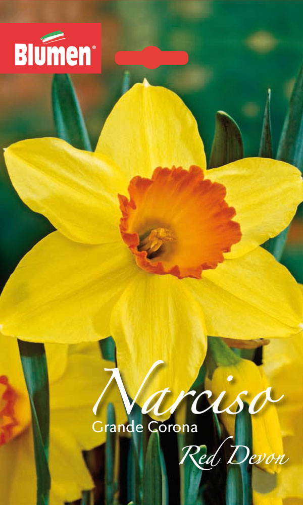 Narciso Grande Corona Red Devon - Blumen