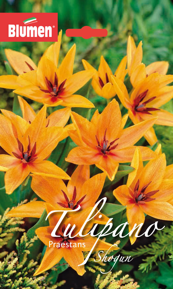 Tulipano Multifiore Praestans shogun - Blumen