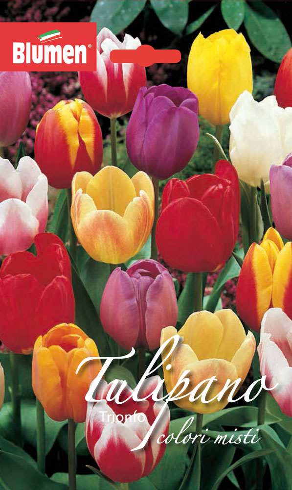 Tulipano Trionfo Colori Misti - Blumen
