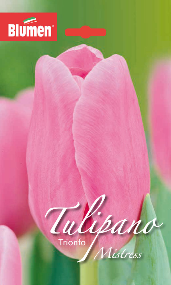 Tulipano Trionfo Mistress - Blumen