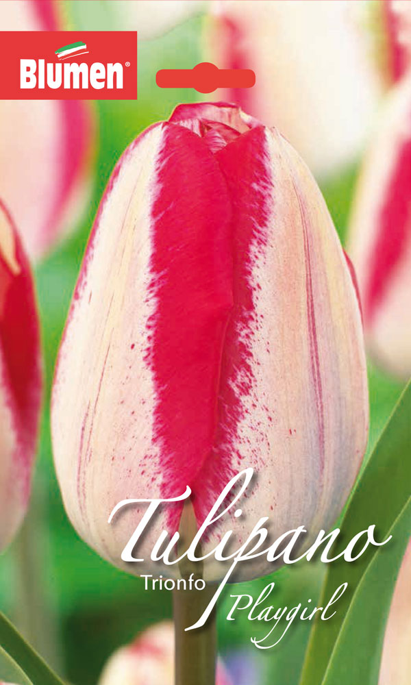 Tulipano Trionfo Playgirl - Blumen