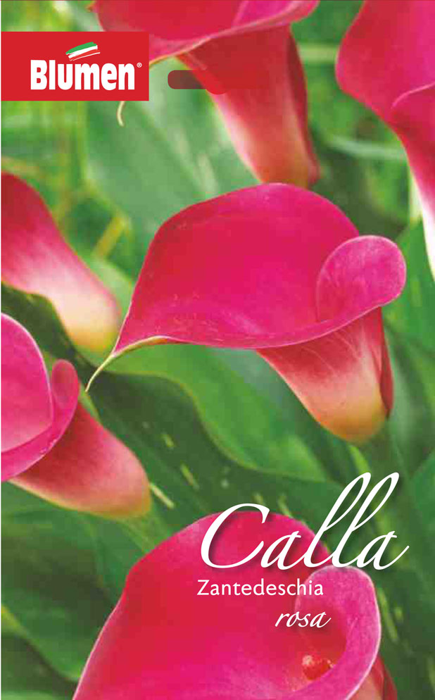 Calla Zantedeschia Rosa - Blumen