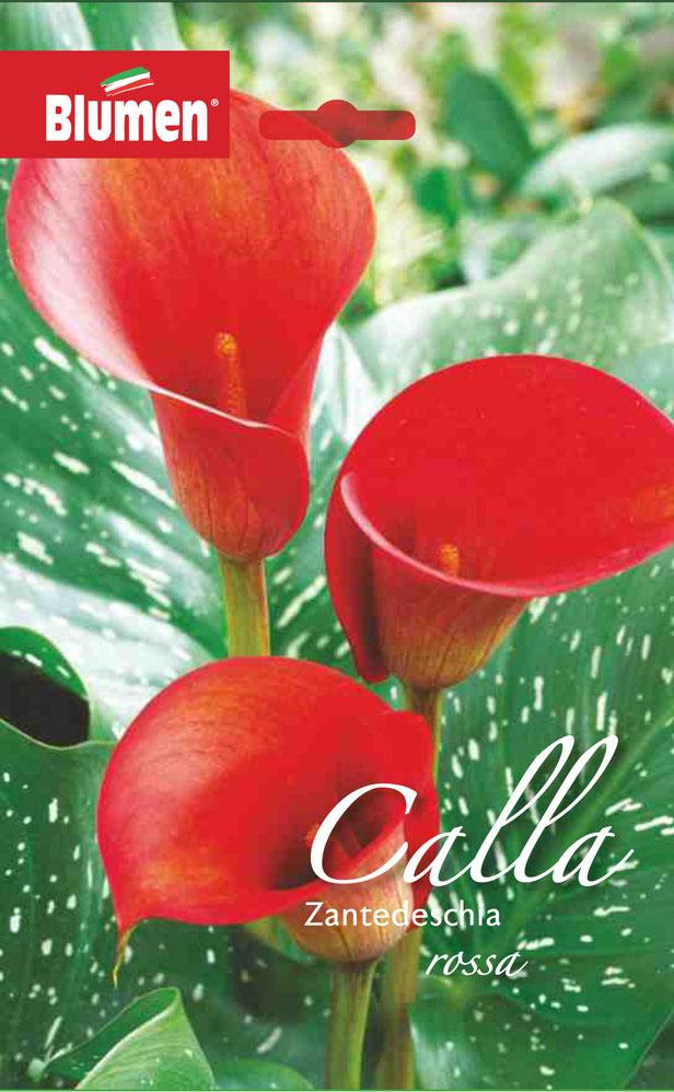 Calla Zantedeschia Rossa - Blumen